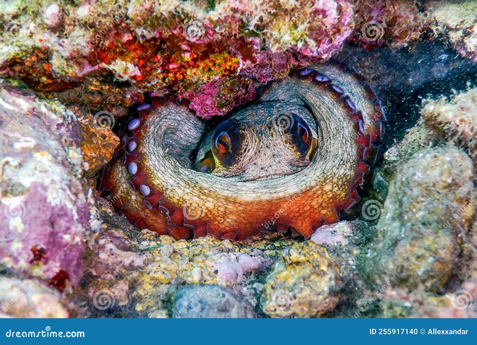 Hiding Octopus on Reef, Underwater Stock Photo - Image of hiding ...