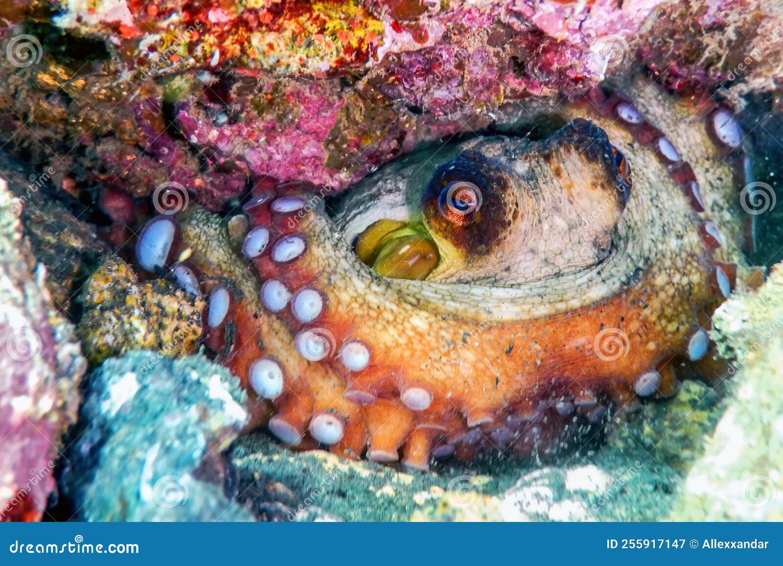 Hiding Octopus on Reef, Underwater Stock Image - Image of ecosystem ...