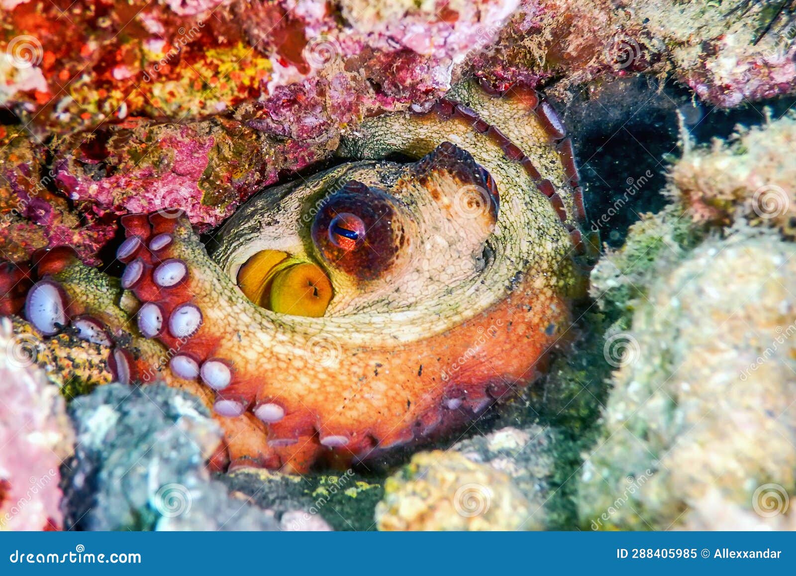Hiding Octopus on Reef, Underwater Stock Image - Image of animal ...
