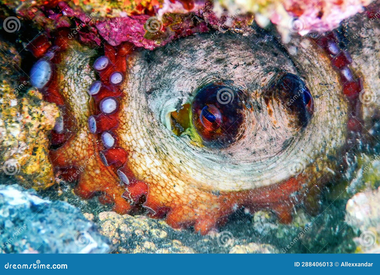 Hiding Octopus on Reef, Underwater Stock Image - Image of underwater ...