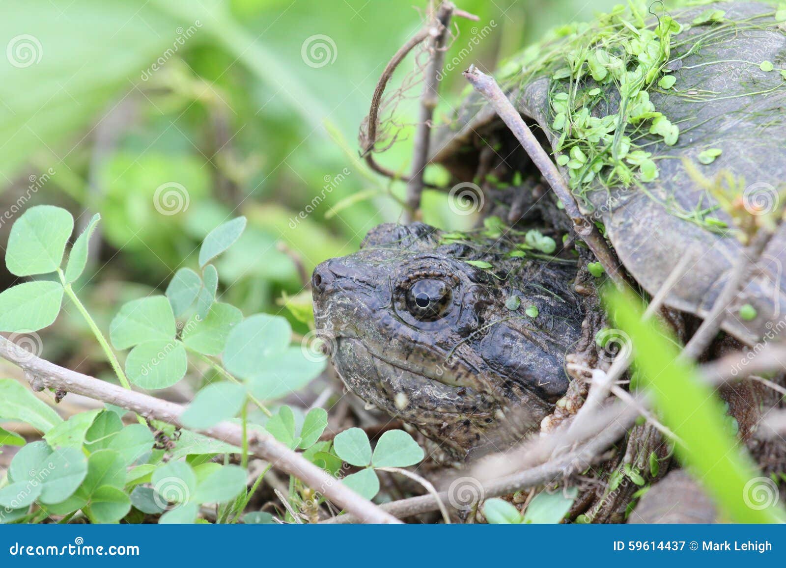 Hiding snapping turtle stock image. Image of primitive - 59614437