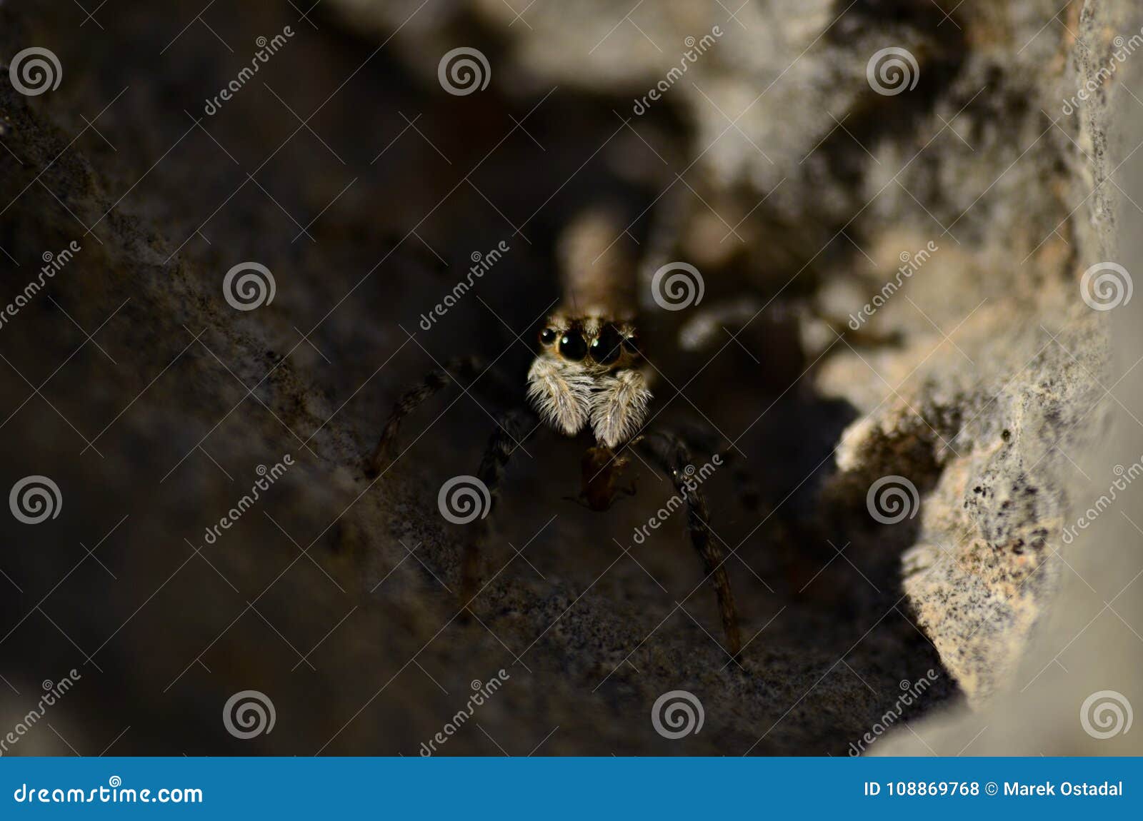 Hiding spider stock photo. Image of jumping, shade, spiders - 108869768
