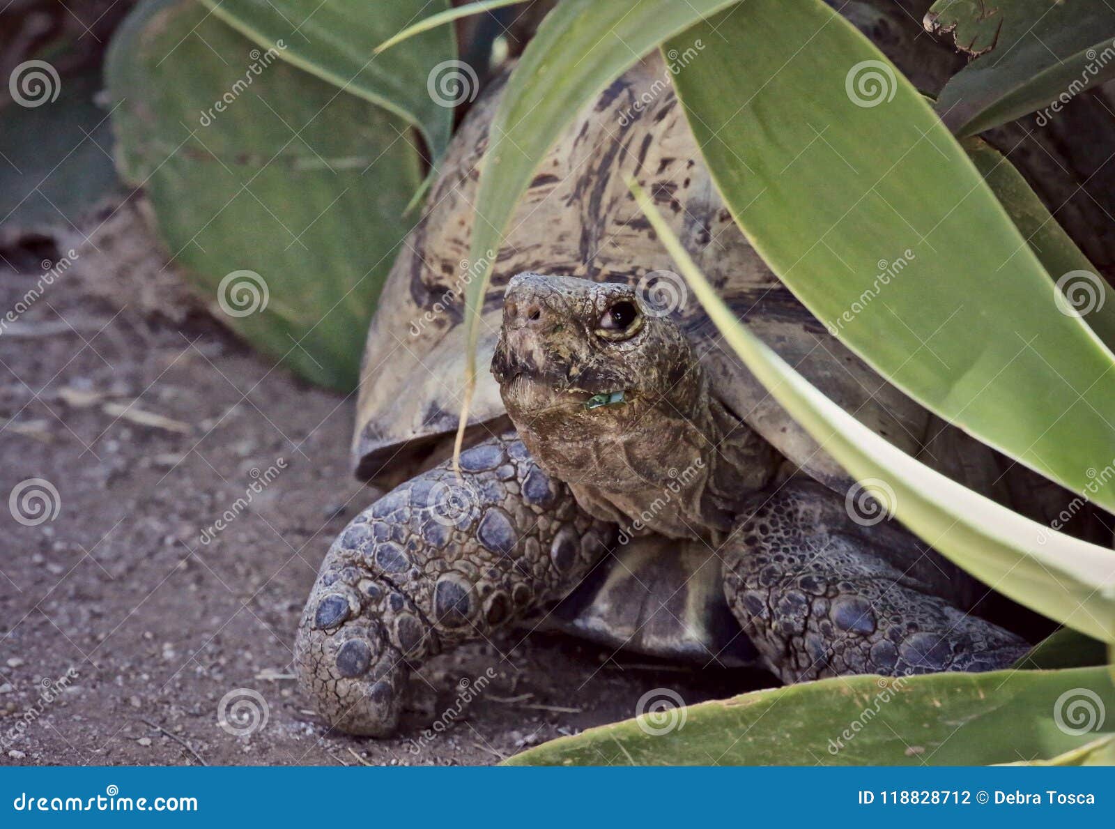Tortious stock photo. Image of college, moorpark, green - 118828712