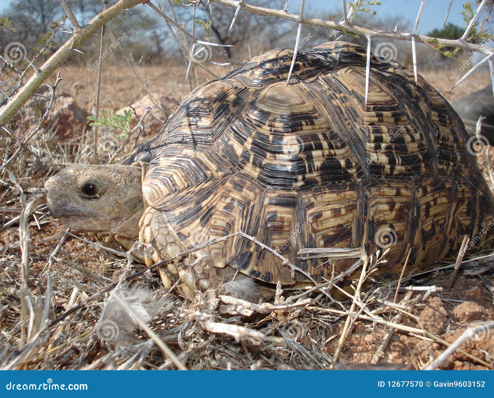 Hiding tortoise stock photo. Image of slow, hiding, thorns - 12677570