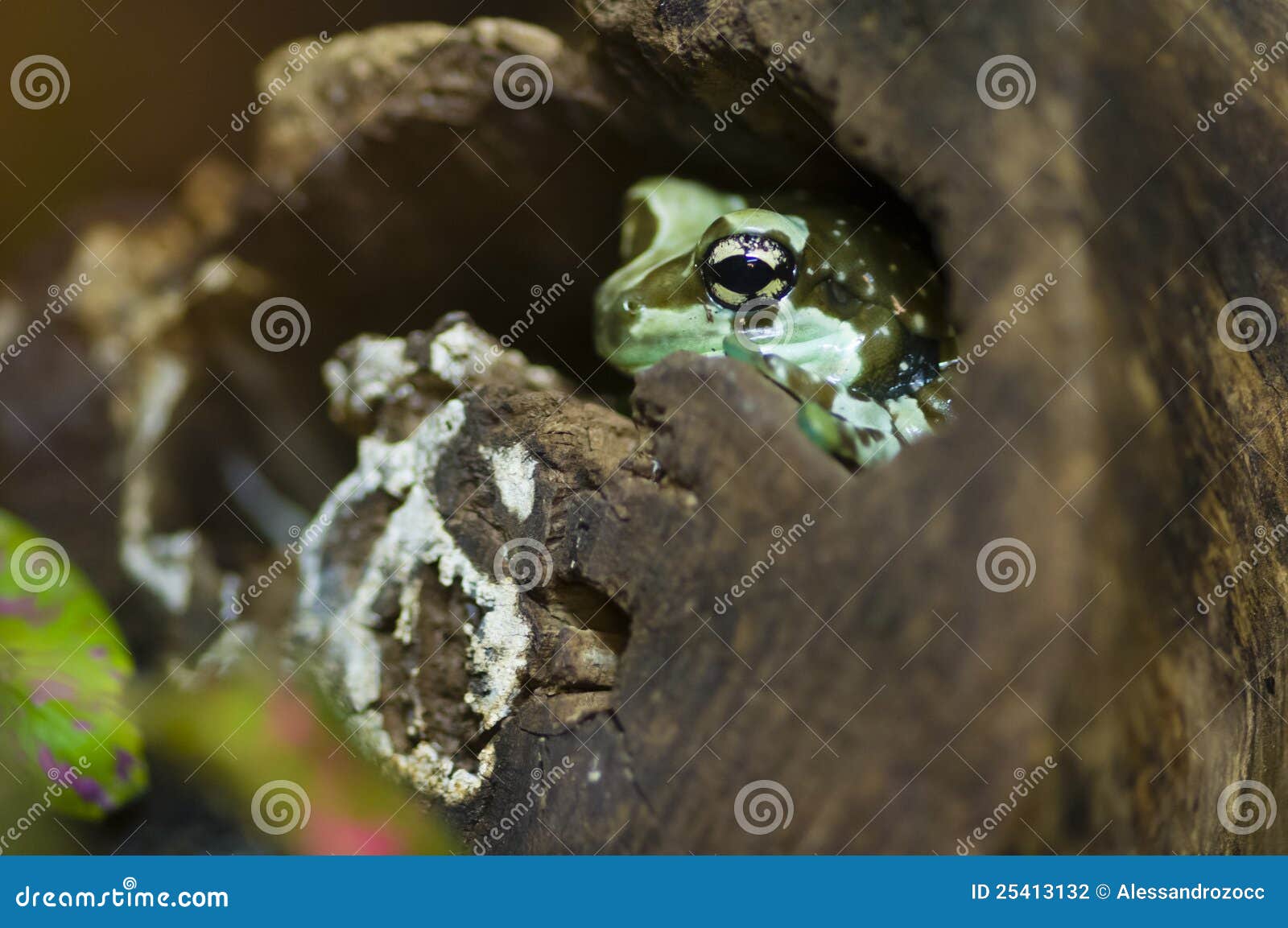 Hiding tropical frog stock photo. Image of trunk, bark - 25413132