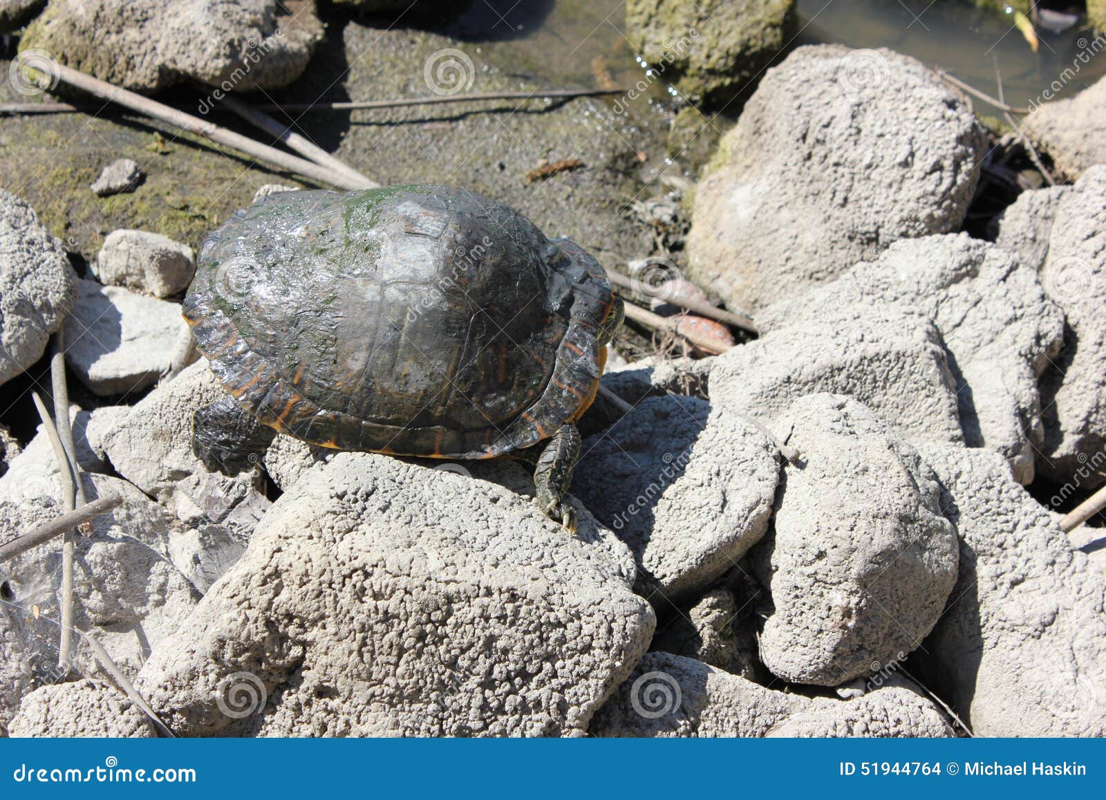 Hiding turtle stock photo. Image of back, hard, head - 51944764
