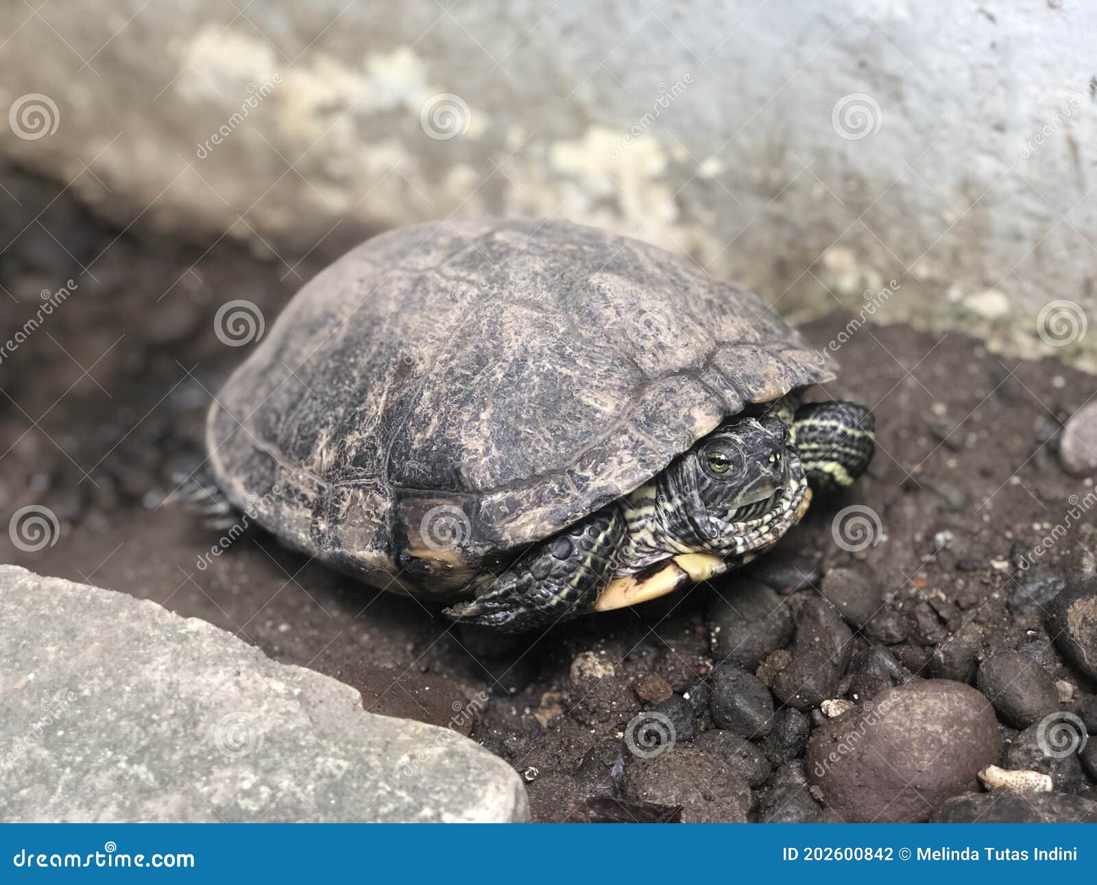 Hiding turtle stock photo. Image of iphone, indonesia - 202600842