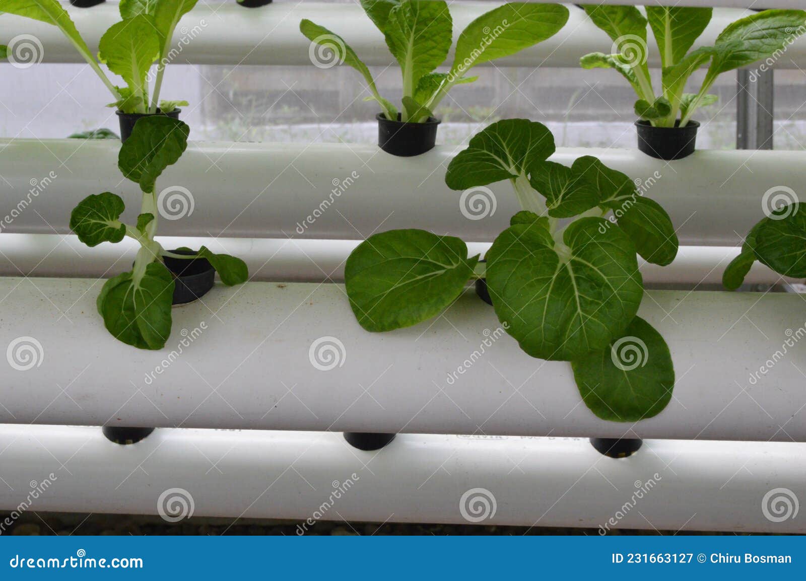 Hidrophonic Baby Pakcoy Fresh and Delicious Stock Image - Image of ...