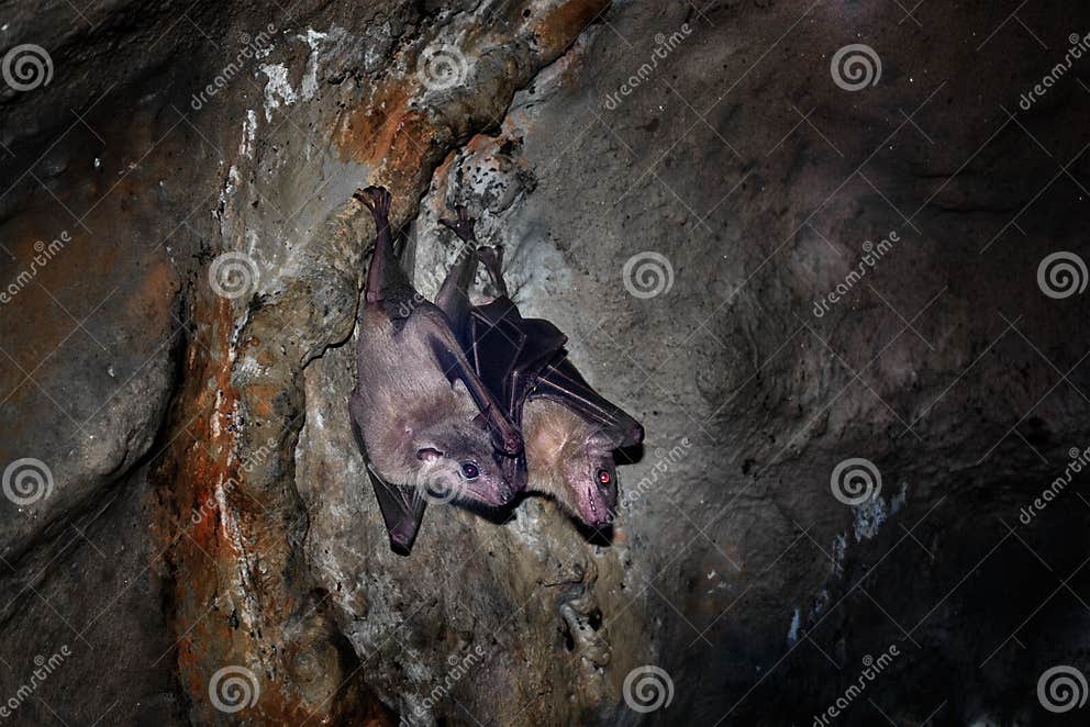 Hiebe stockfoto. Bild von tier, hieb, bedeutung, draussen - 17355608