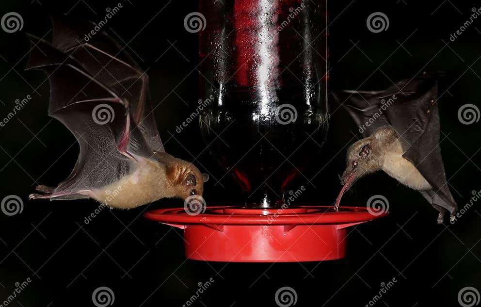 Hiebe an einer Zufuhr stockfoto. Bild von essen, tier - 10653232