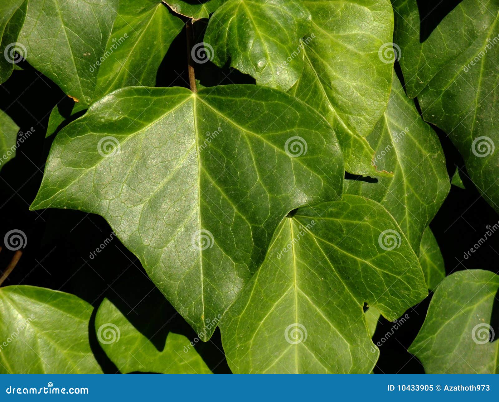 Hiedra imagen de archivo. Imagen de fondo, hiedra, ambiental - 10433905