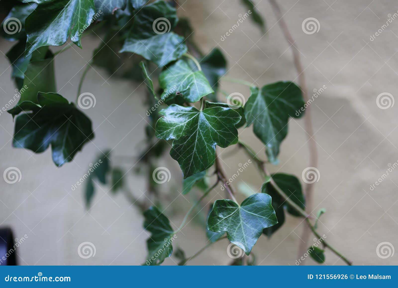 Hiedra - planta torcida foto de archivo. Imagen de follaje - 121556926