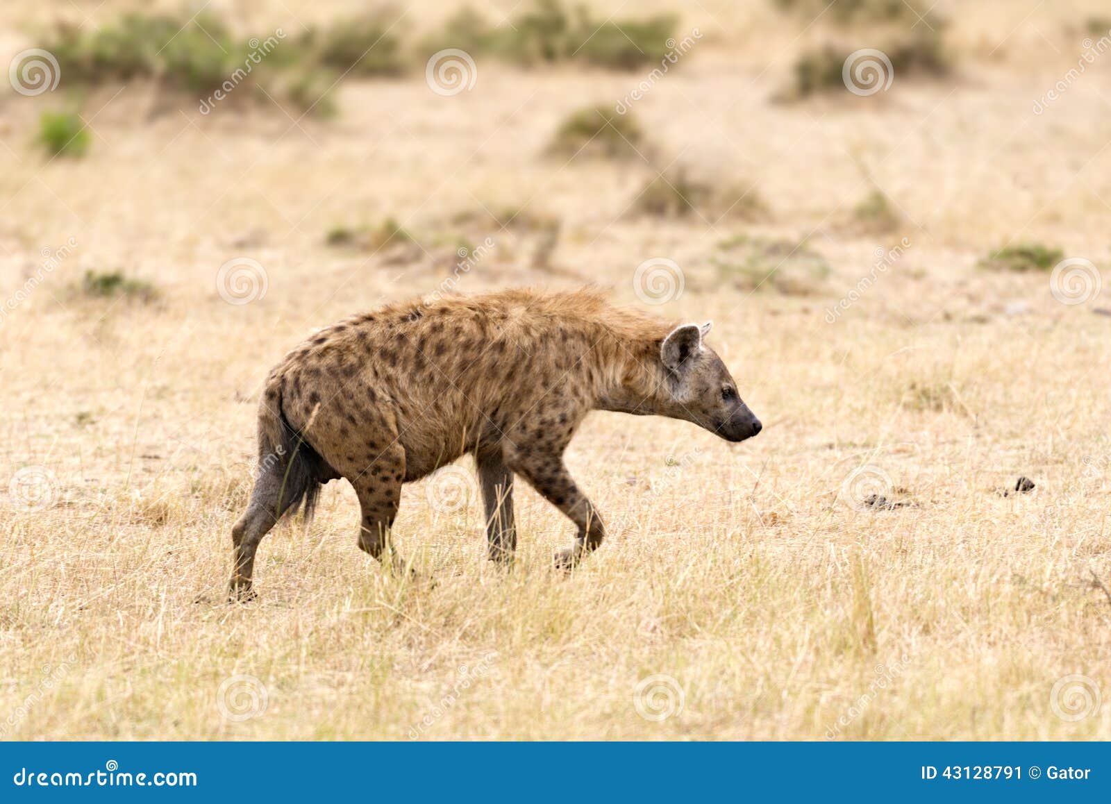 Hiena imagen de archivo. Imagen de hiena, animal, limpiador - 43128791
