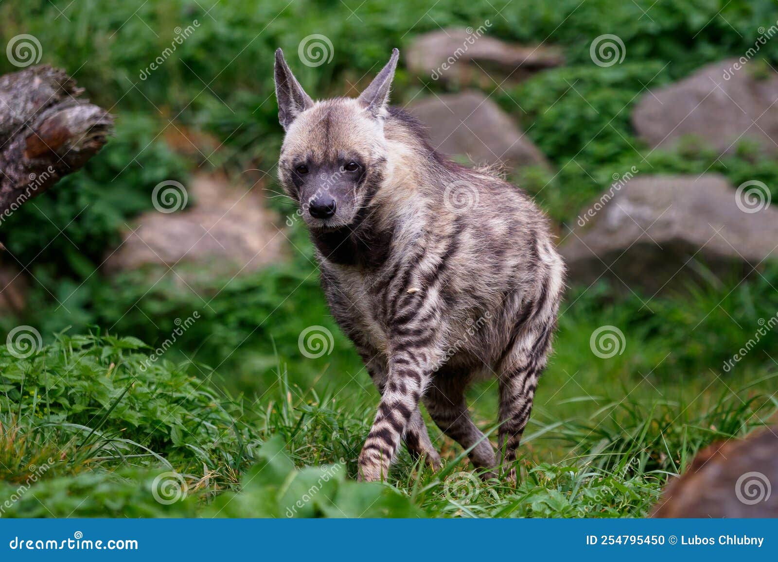 Hiena Hyaena Hyaena Hyaena Sultana a Rayas Foto de archivo - Imagen de ...