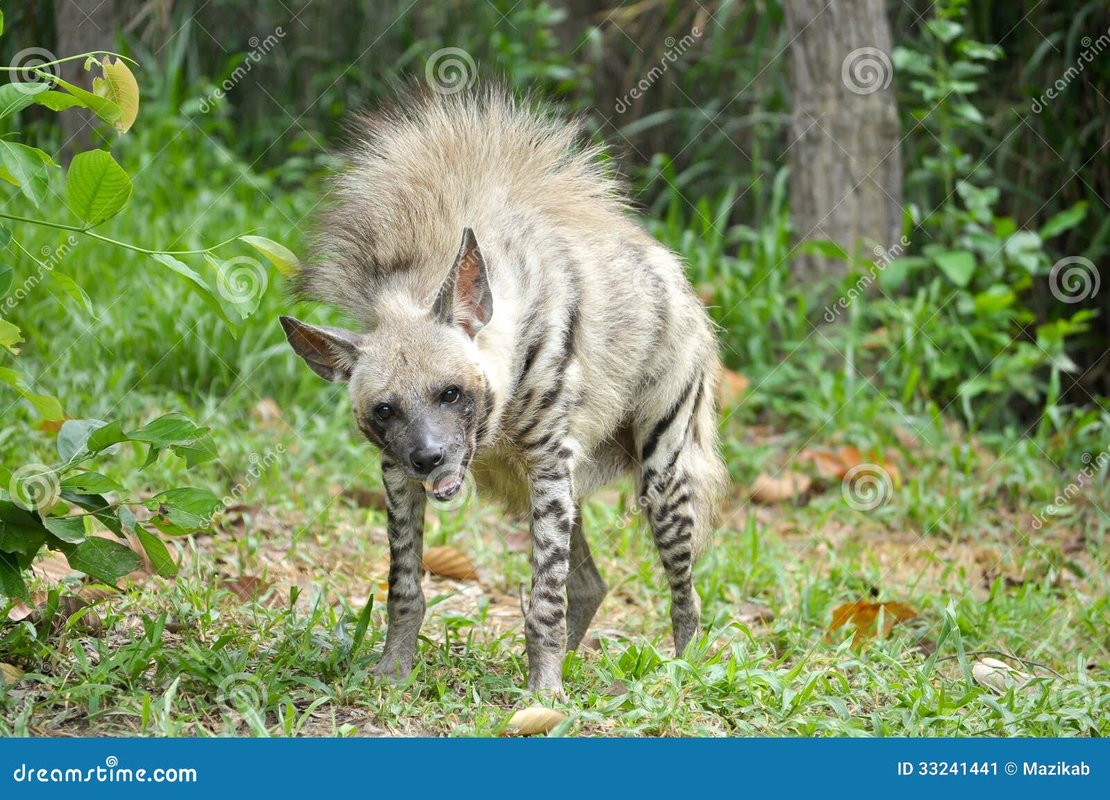 Hiena rayada imagen de archivo. Imagen de cubo, africano - 33241441