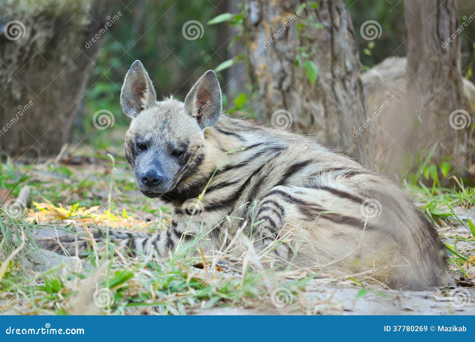 Hiena rayada imagen de archivo. Imagen de oscuro, raya - 37780269