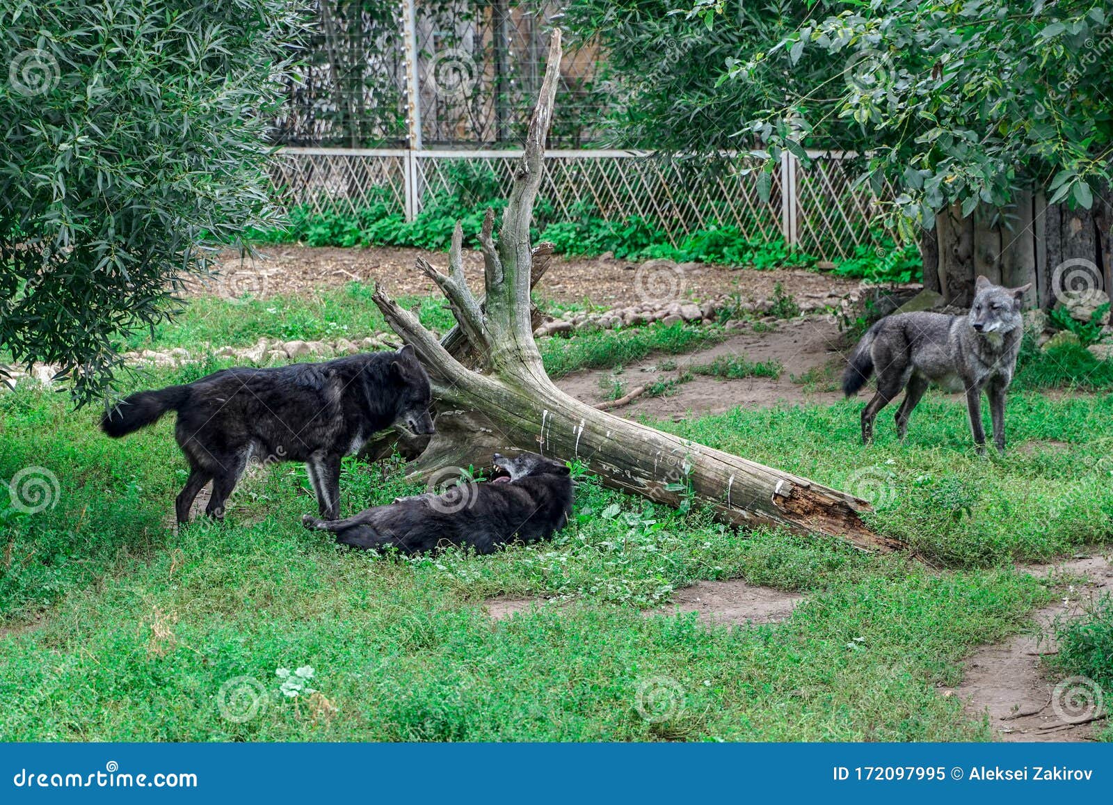 Hierarchic Encounter between Black Wolves. Fighting Wolves, Canis Lupus ...