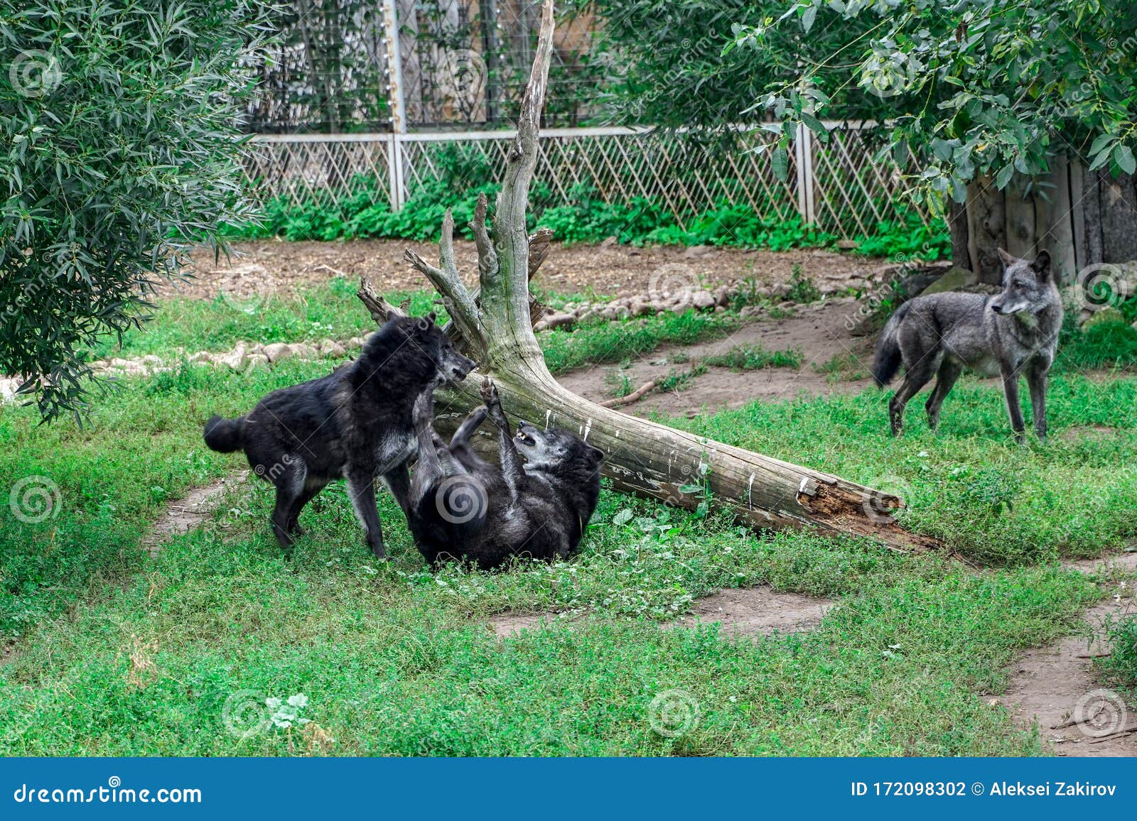 Hierarchic Encounter between Black Wolves. Fighting Wolves, Canis Lupus ...