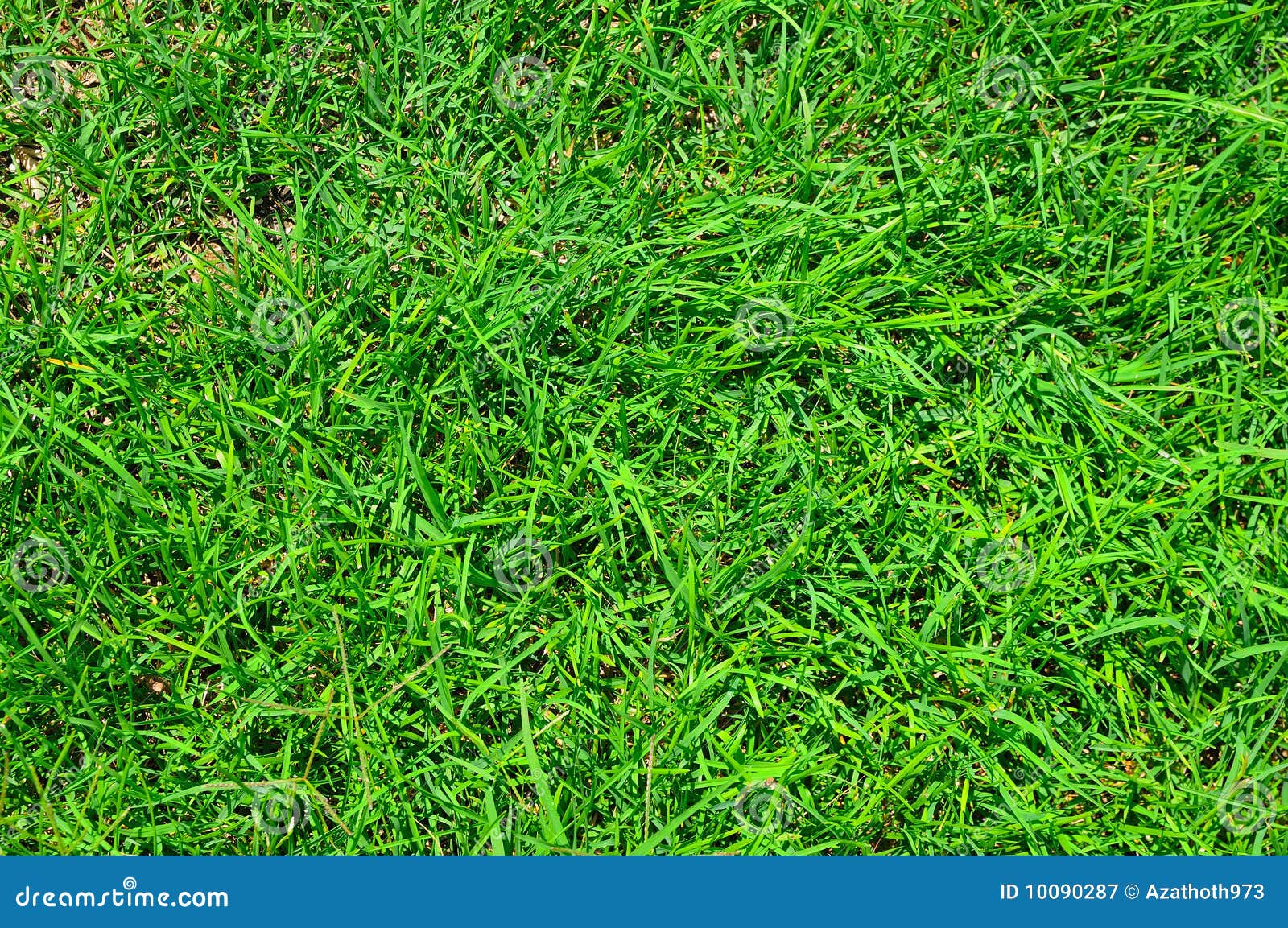 Hierba imagen de archivo. Imagen de textura, hojas, agricultura - 10090287