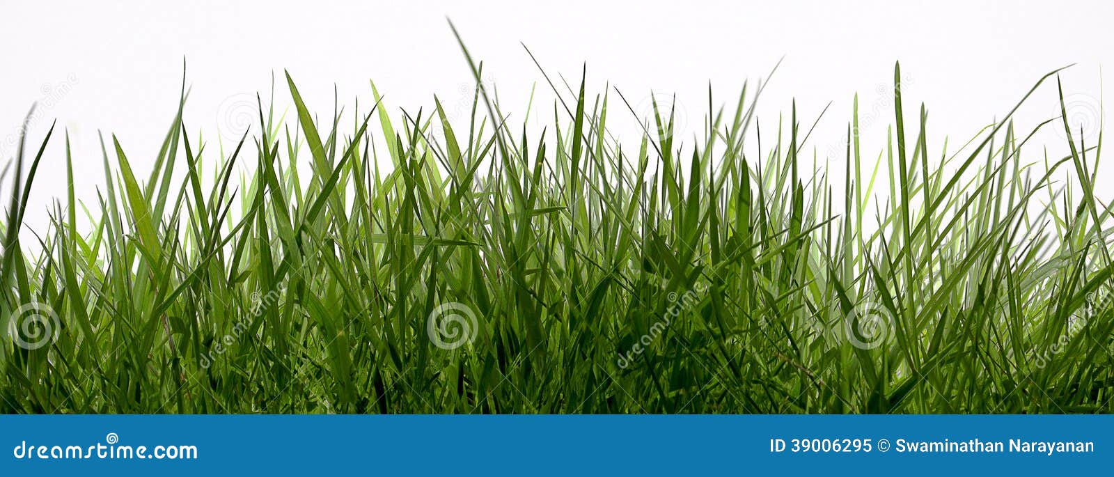 Hierba imagen de archivo. Imagen de césped, blanco, ininterrumpido ...