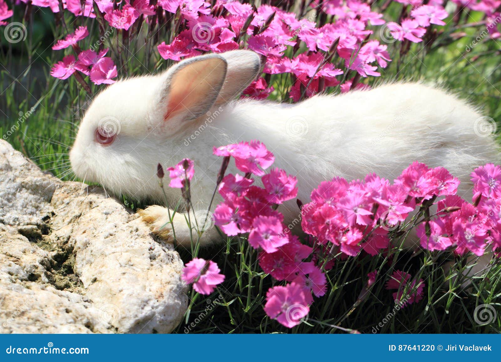 Hierba blanca del conejo foto de archivo. Imagen de hierba - 87641220