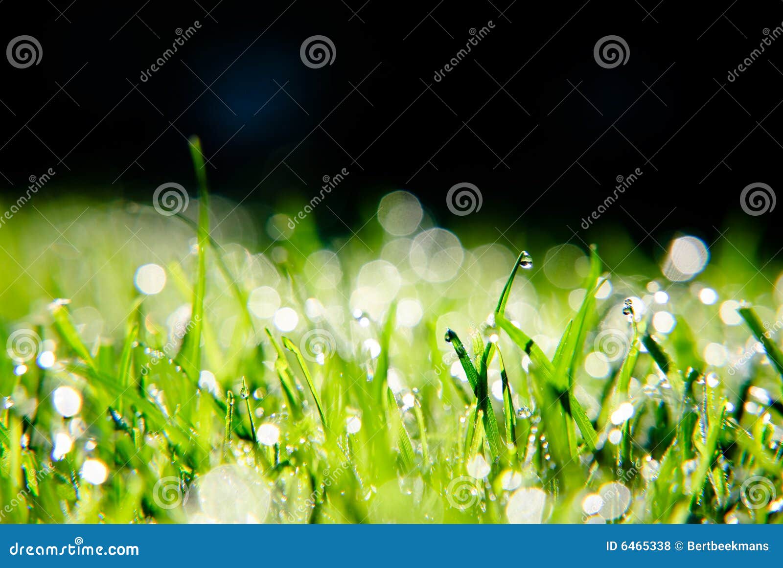 Hierba con gotas de rocío foto de archivo. Imagen de negro - 6465338
