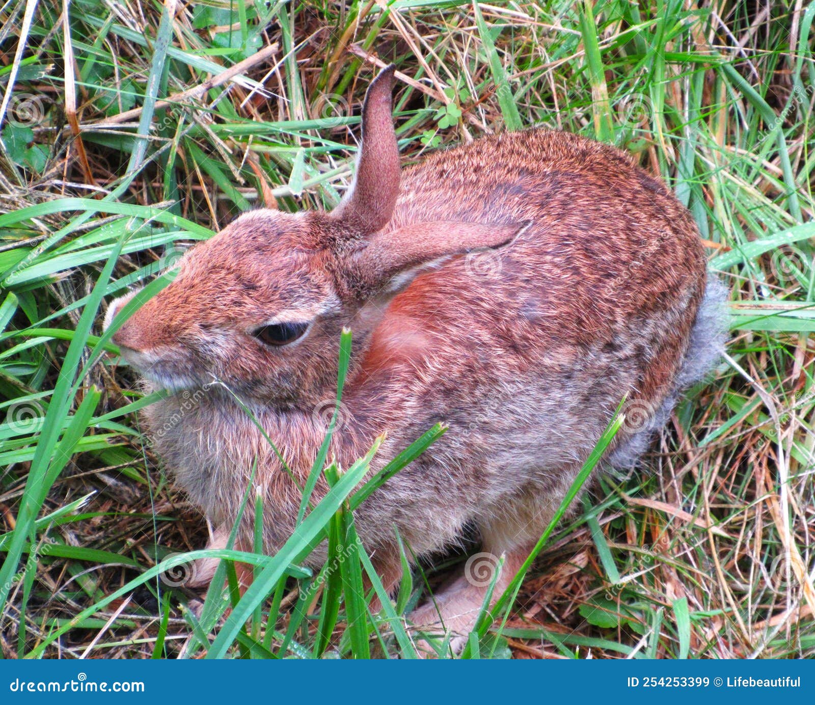 Hierba cottontail imagen de archivo. Imagen de planta - 254253399