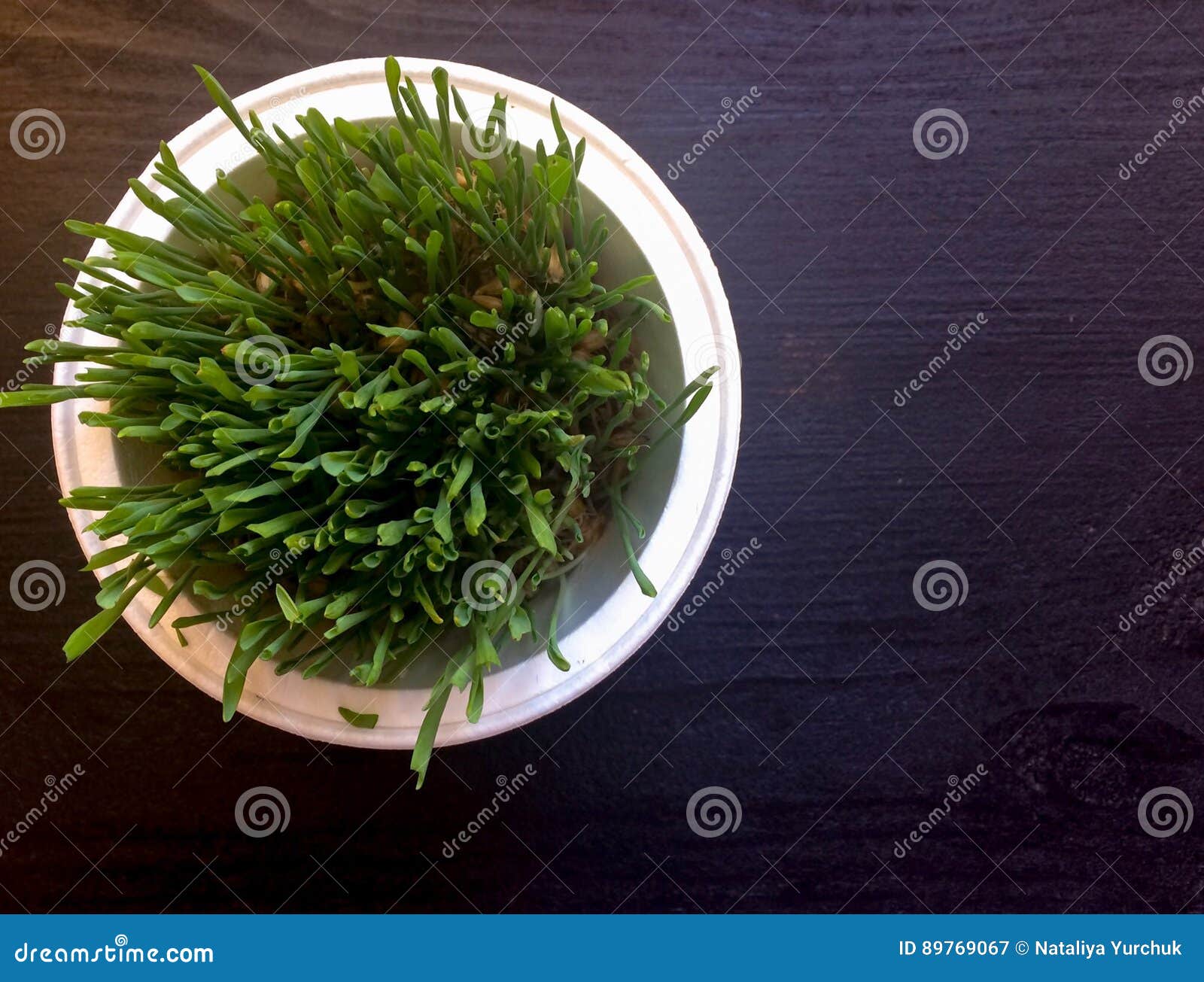 Hierba Crecida De Las Semillas Imagen de archivo - Imagen de crecido ...