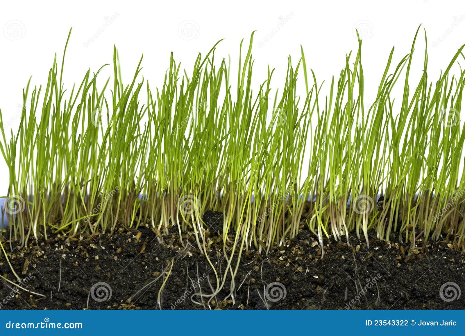 Hierba Creciente En Seis Etapas Foto de archivo - Imagen de cereal ...