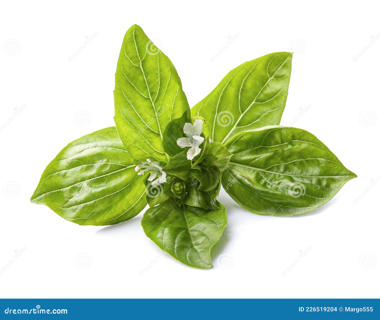 Hierba de albahaca foto de archivo. Imagen de flor, herbario - 226519204