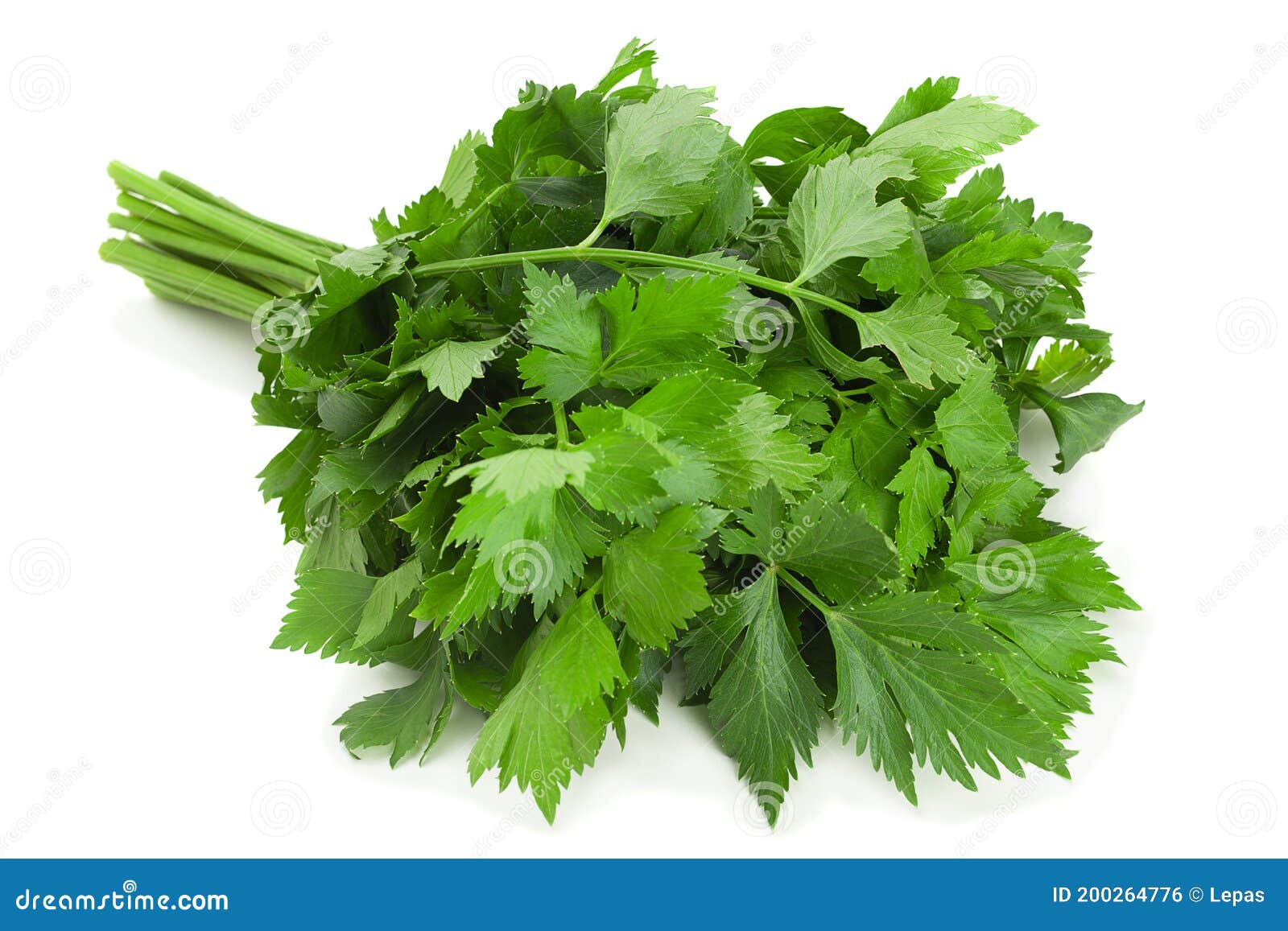Hierba de apio leafy foto de archivo. Imagen de sano - 200264776