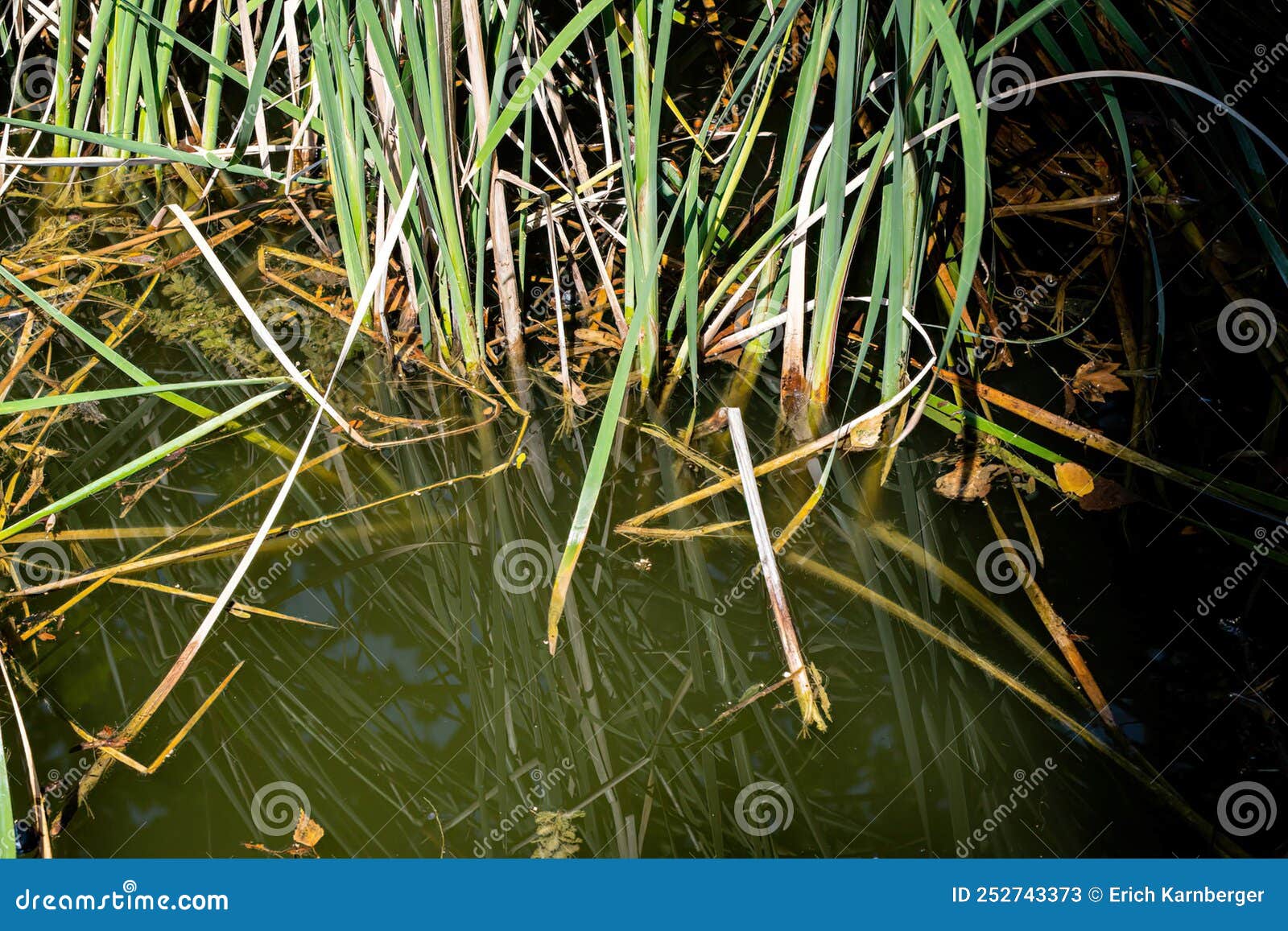 Hierba de junco en humedal imagen de archivo. Imagen de lago - 252743373