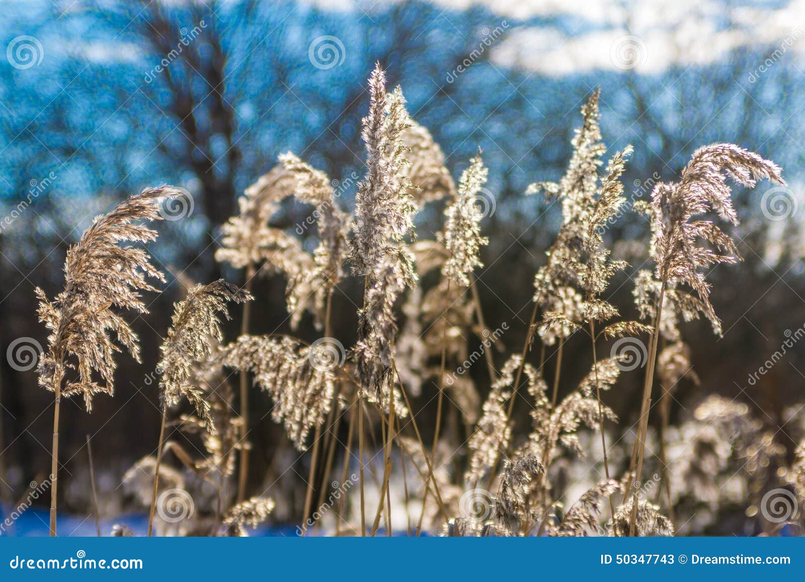 Hierba de la juncia imagen de archivo. Imagen de hierba - 50347743