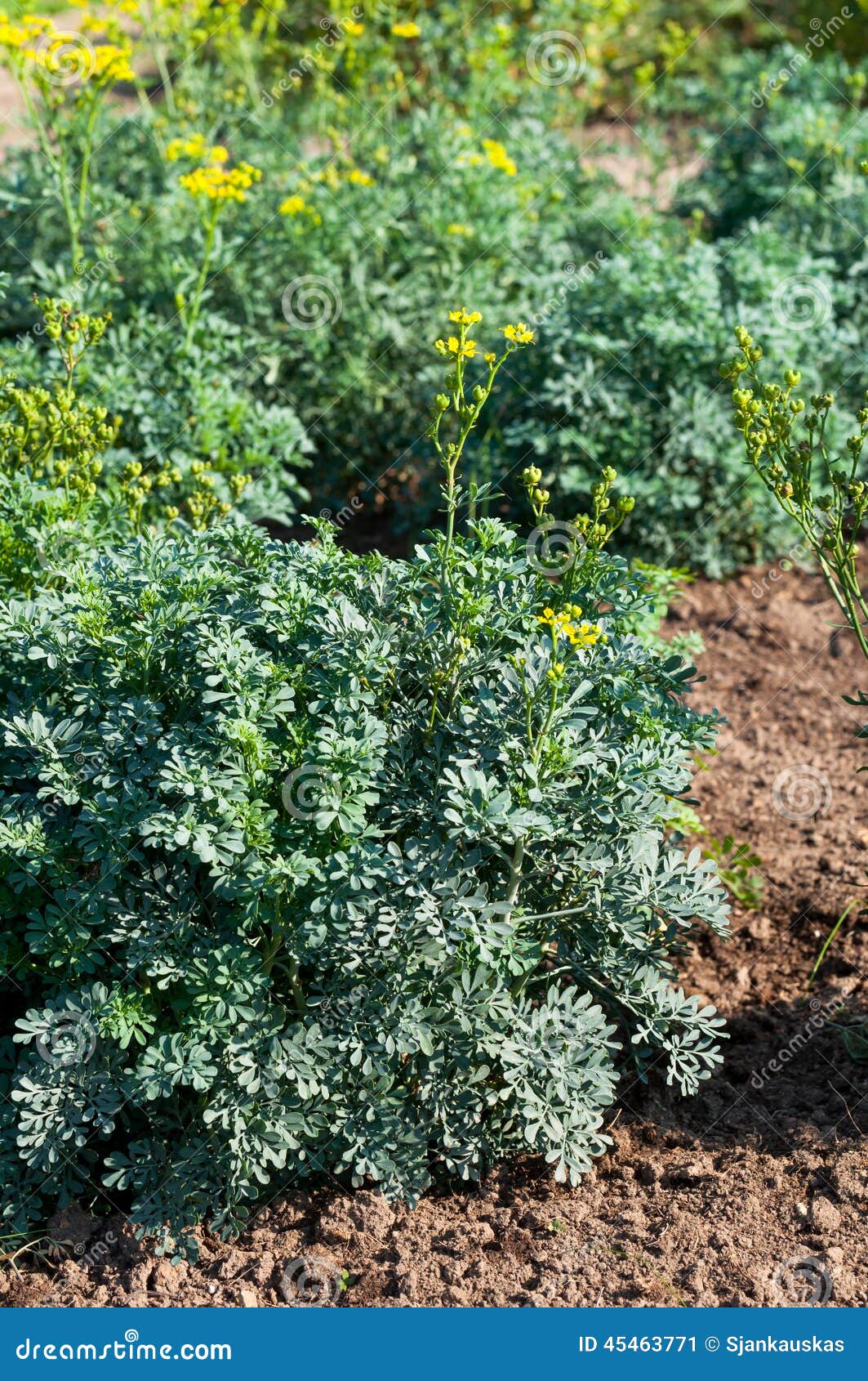 Hierba de la ruda imagen de archivo. Imagen de sencillo - 45463771