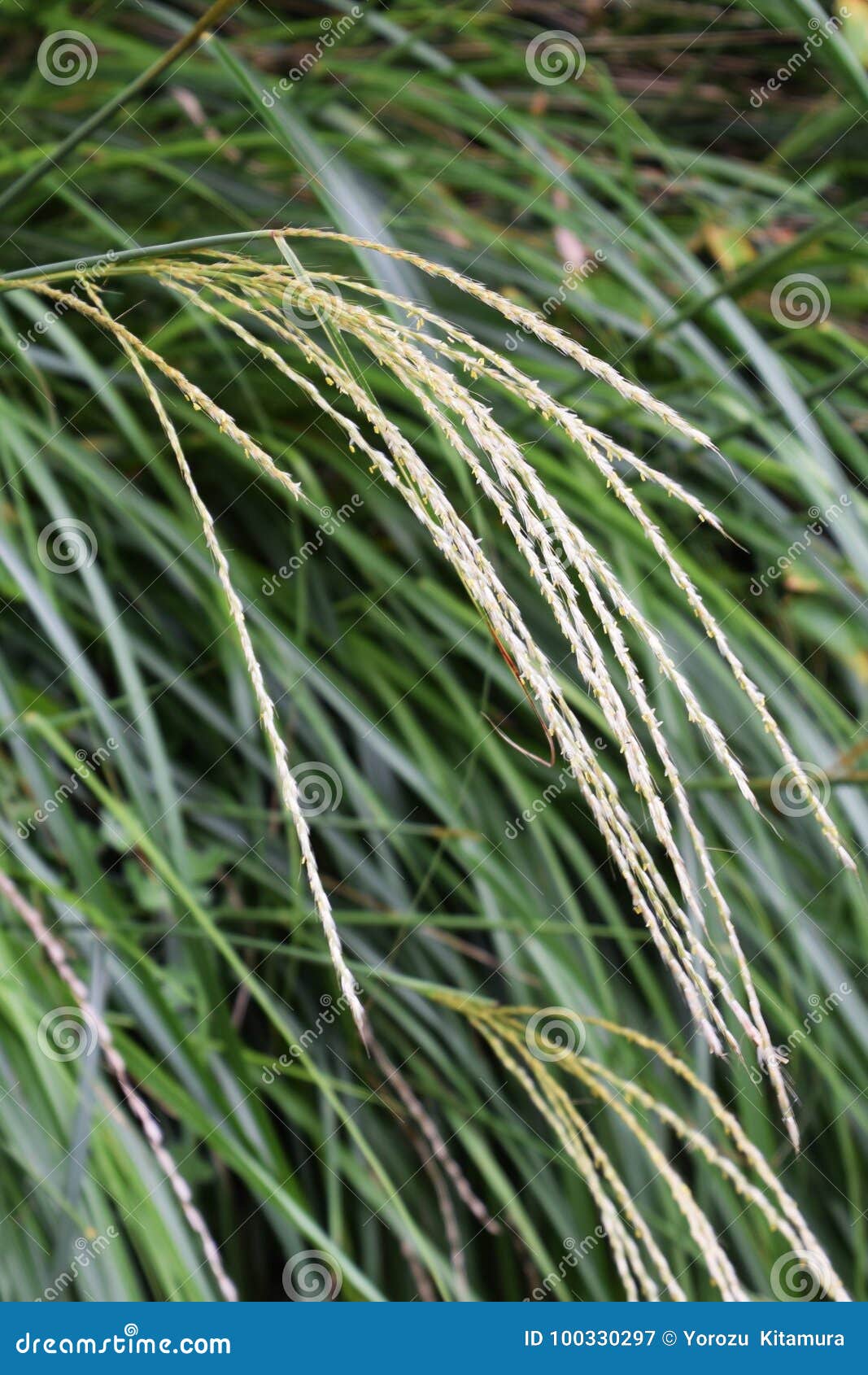 Hierba de pampa japonesa imagen de archivo. Imagen de estacional ...