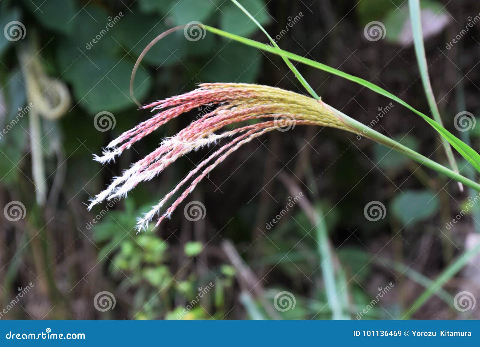 Hierba de pampa japonesa imagen de archivo. Imagen de hoja - 101136469