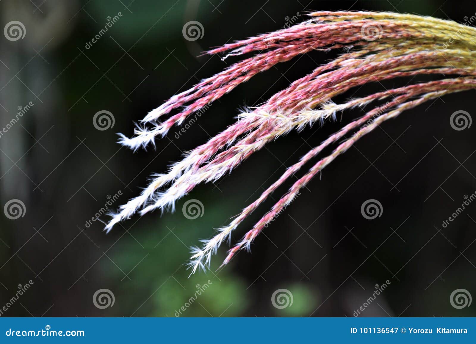 Hierba de pampa japonesa imagen de archivo. Imagen de luna - 101136547