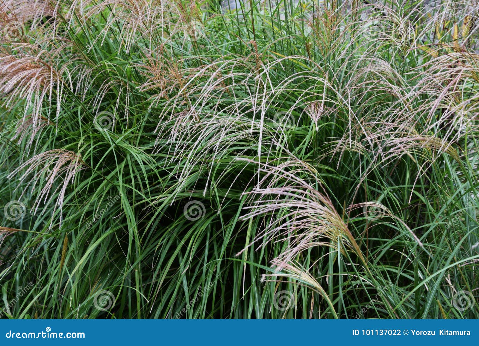 Hierba de pampa japonesa foto de archivo. Imagen de ciudad - 101137022
