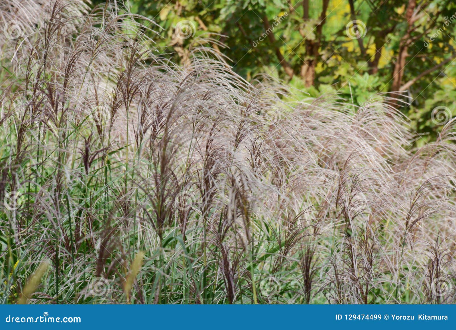 Hierba de pampa japonesa imagen de archivo. Imagen de travieso - 129474499