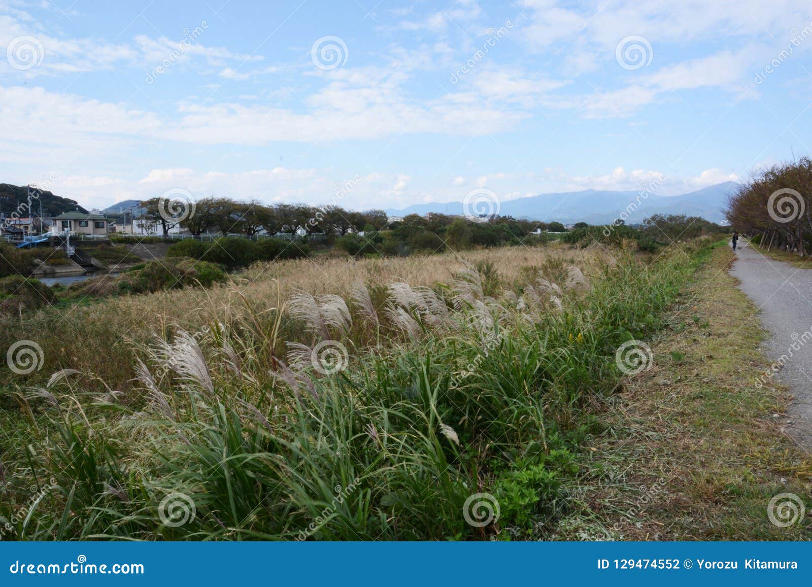 Hierba de pampa japonesa foto de archivo. Imagen de planta - 129474552