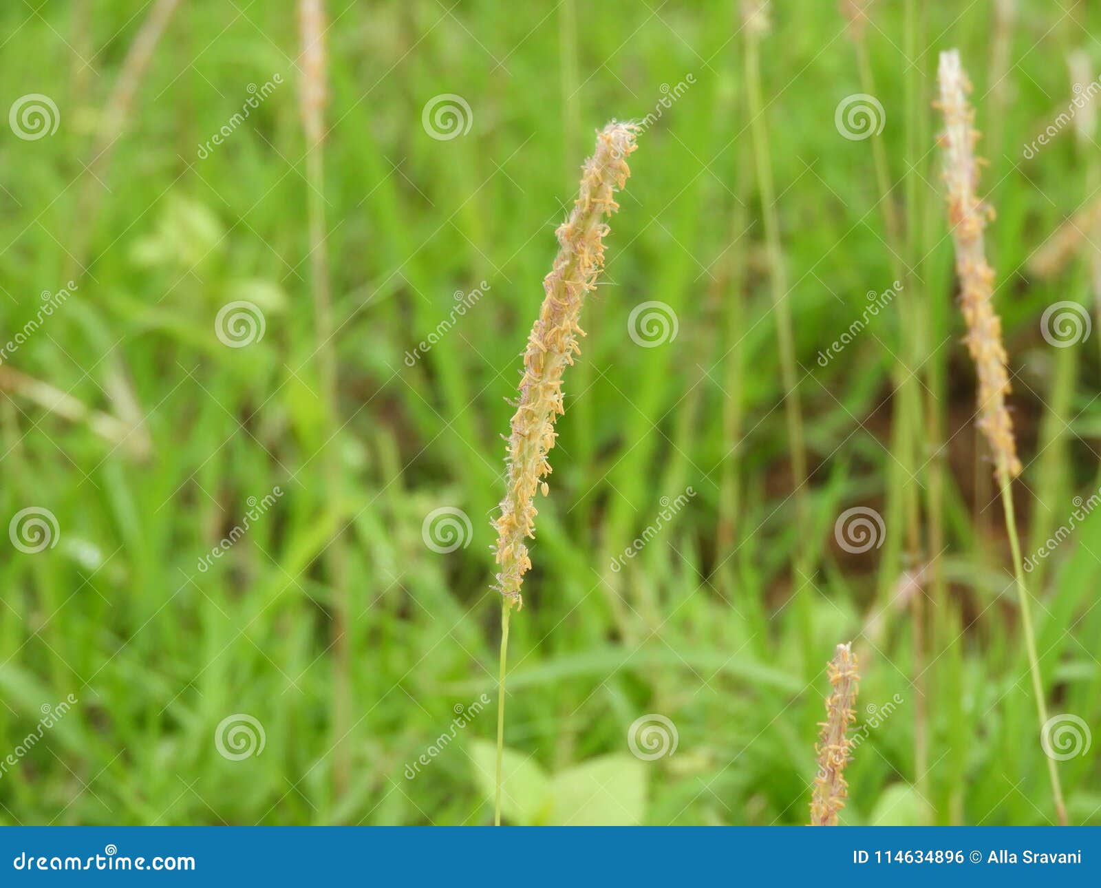 Hierba de Timothy foto de archivo. Imagen de india, abundante - 114634896