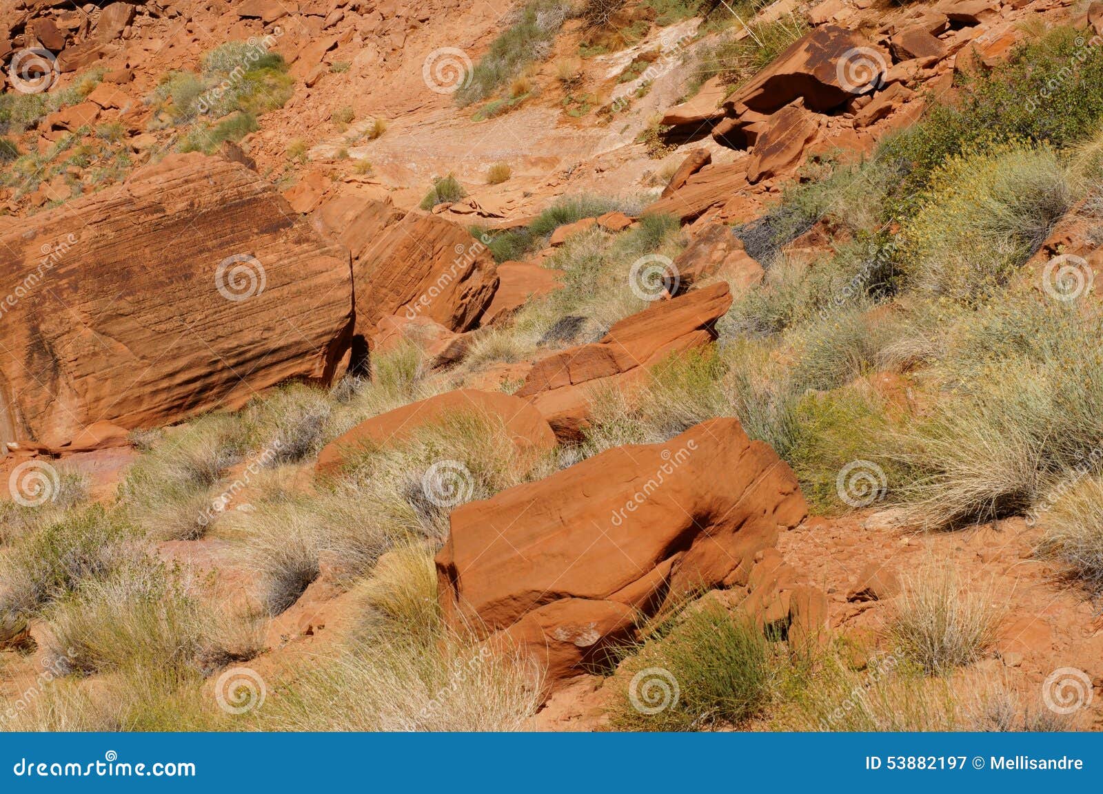 Hierba del desierto imagen de archivo. Imagen de fondo - 53882197