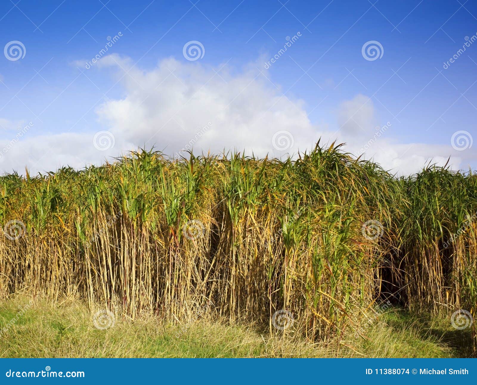 Hierba Del Elefante De Miscanthus Foto de archivo - Imagen de ambiental ...