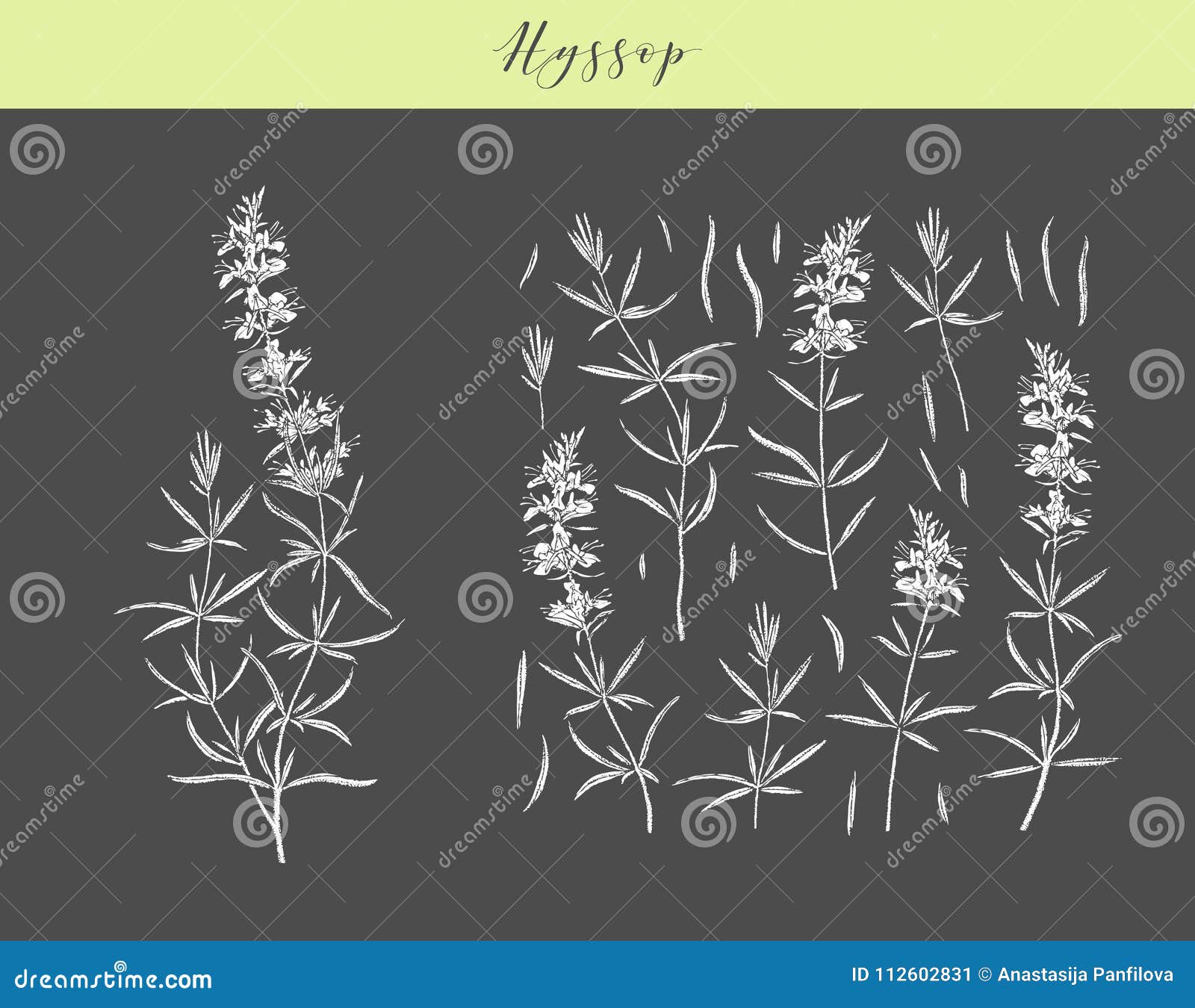 Hierba Del Hisopo Del Vector Ilustración del Vector - Ilustración de ...