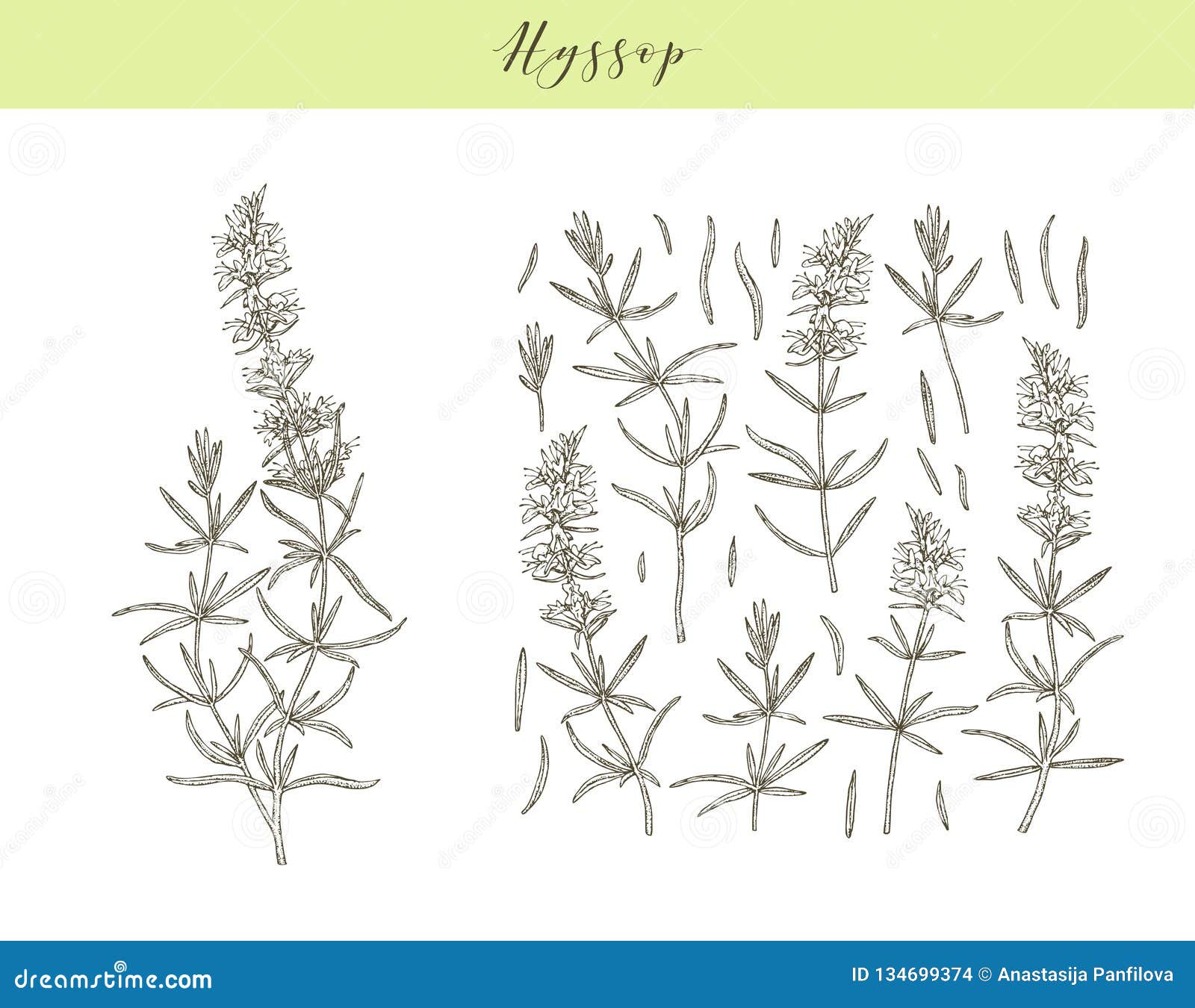 Hierba Del Hisopo Del Vector Ilustración del Vector - Ilustración de ...