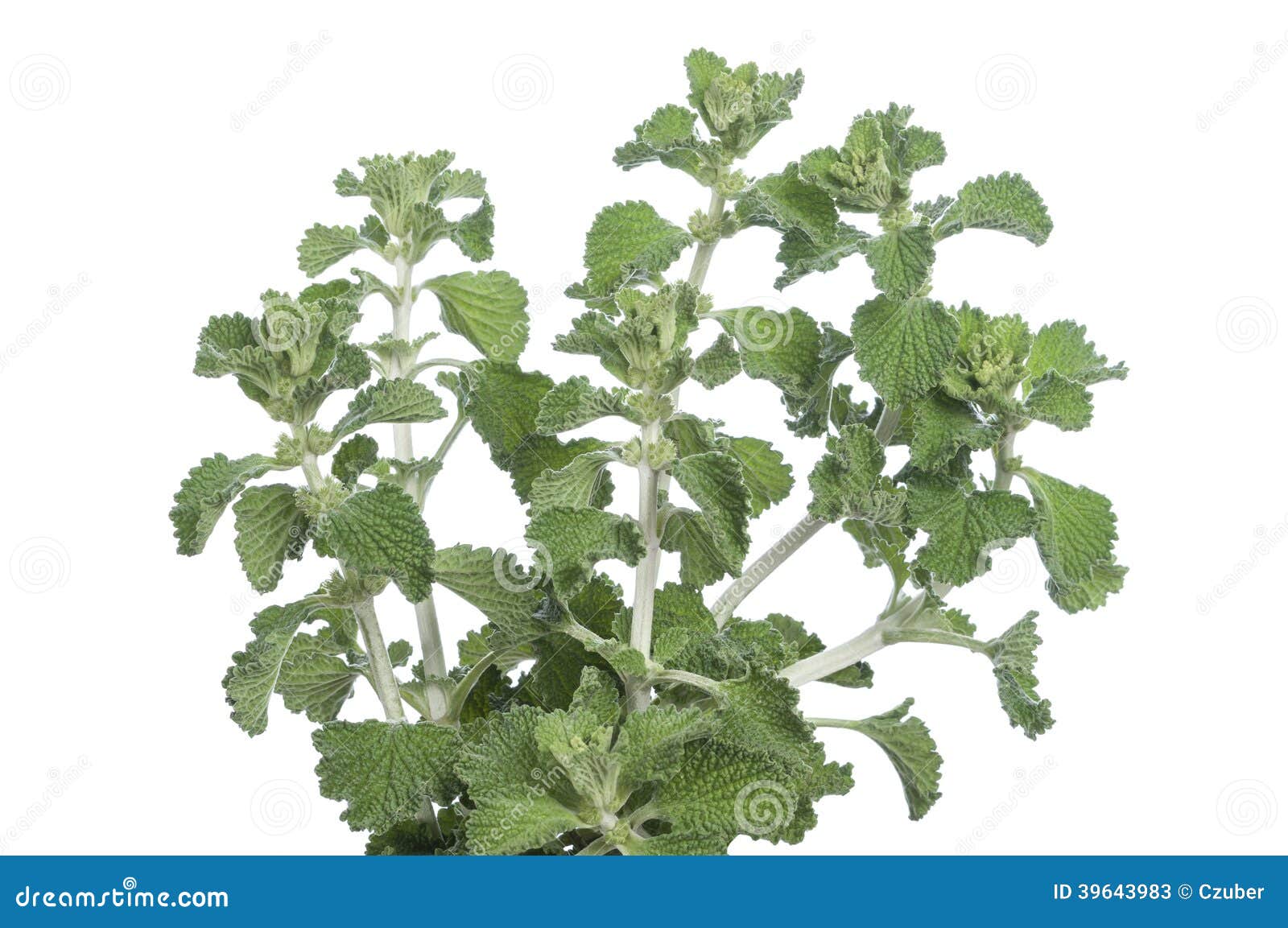 Hierba del marrubio imagen de archivo. Imagen de medicina - 39643983