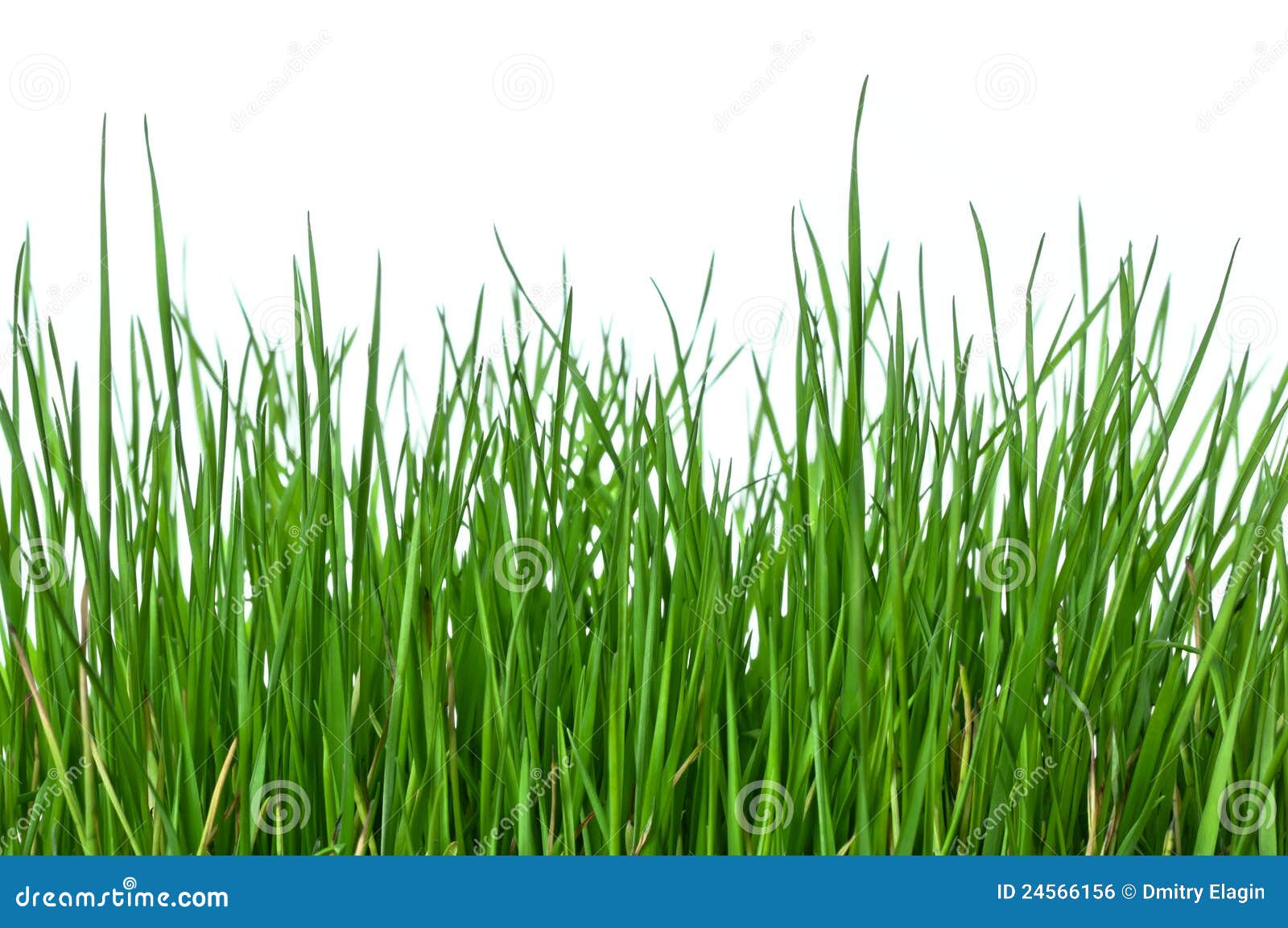 Hierba En El Fondo Blanco Horizontal Foto de archivo - Imagen de ...