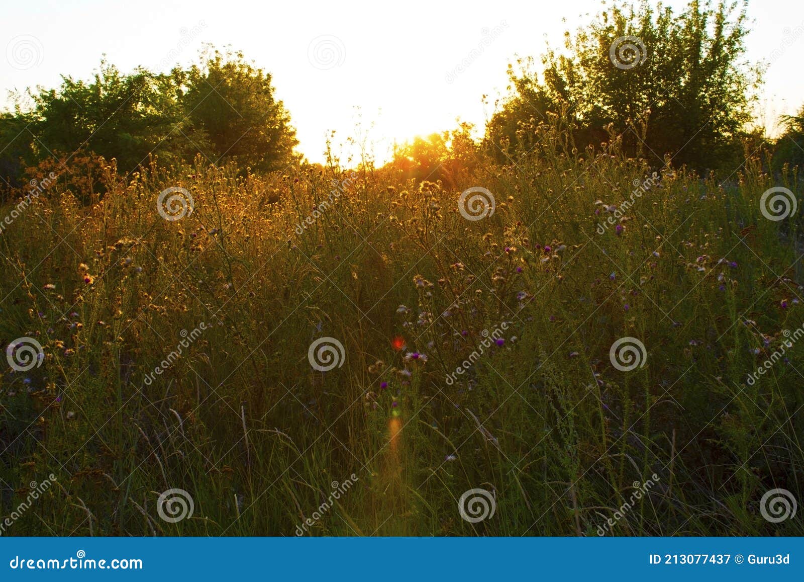 Hierba En Los Rayos Del Sol Poniente Imagen de archivo - Imagen de ...