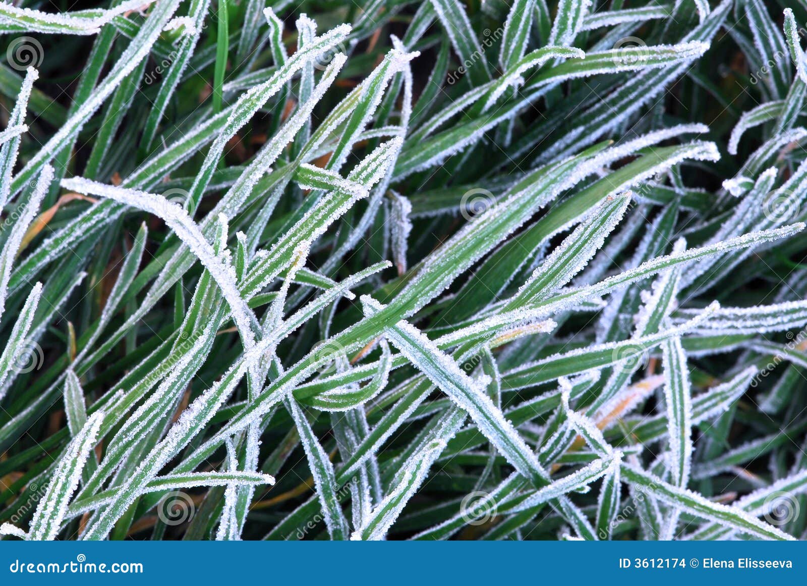 Hierba escarchada foto de archivo. Imagen de azul, cierre - 3612174