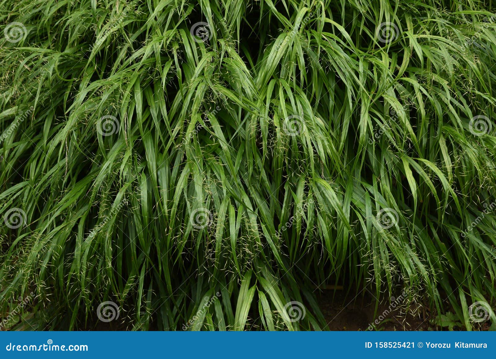 Hierba forestal japonesa imagen de archivo. Imagen de textura - 158525421